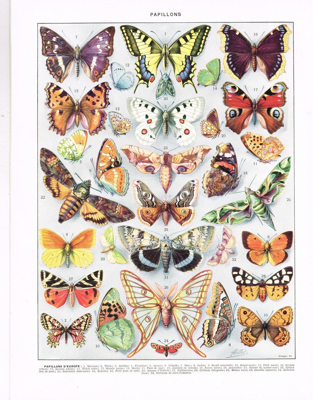 Original French Larousse Print Lithograph Butterflies PAPILLIONS ...