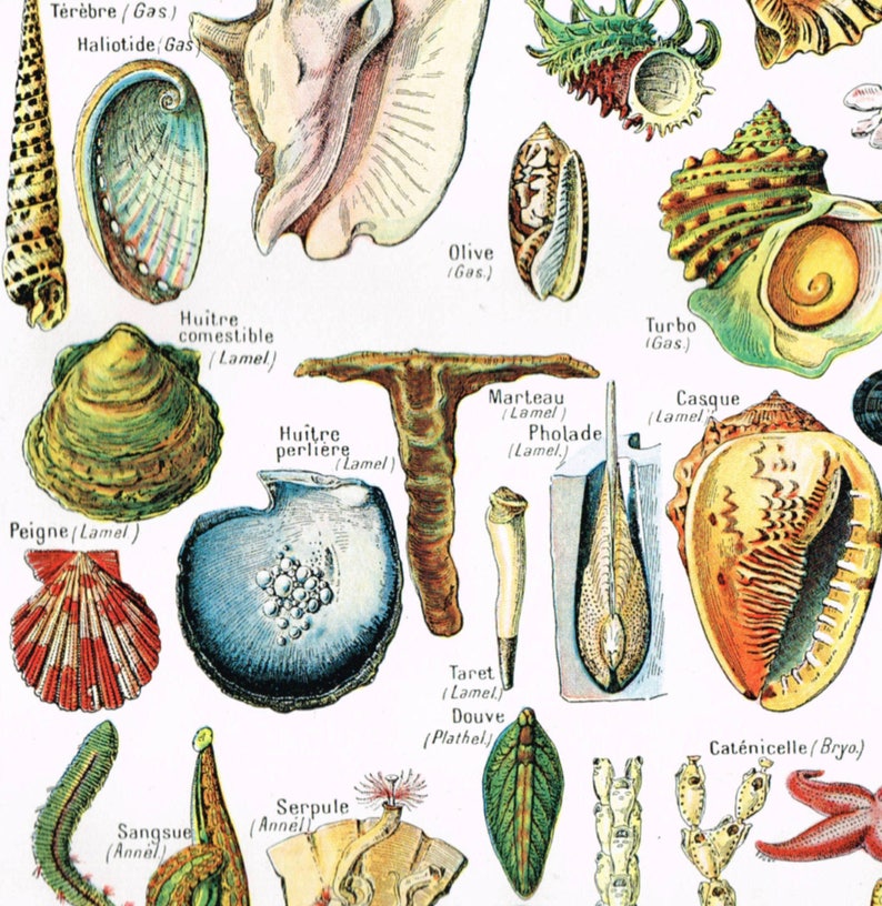 Shells and Molluscs Full Colour Digital Download Print Vintage - Etsy