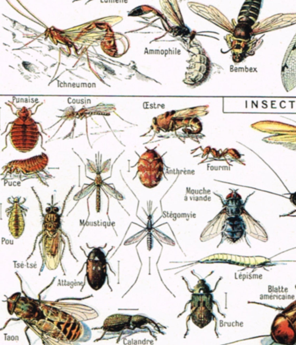 Plaque insectes Identification graphique du livre original | Etsy