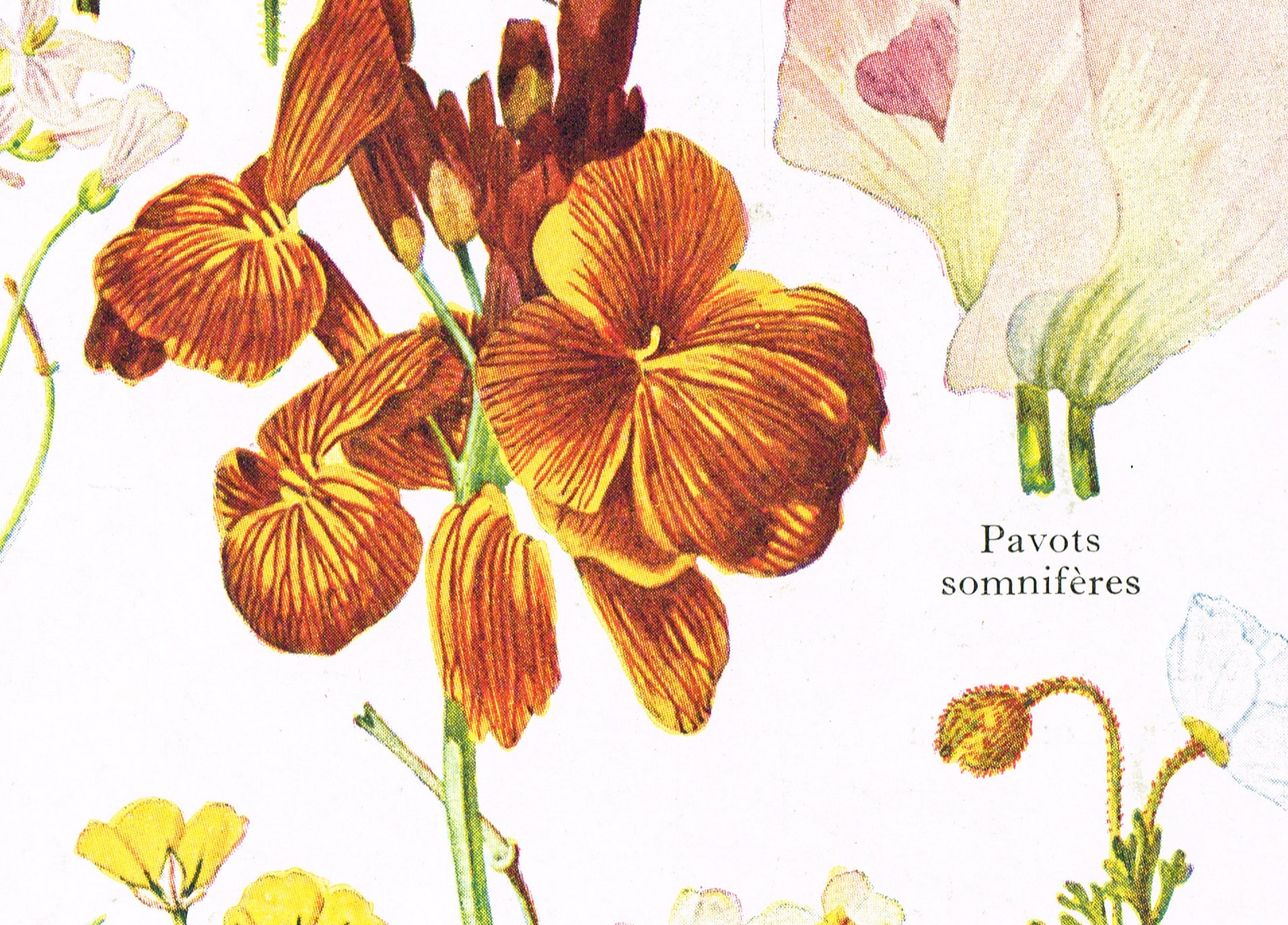 Vintage French Floral Print Digital Print From a French Book | Etsy