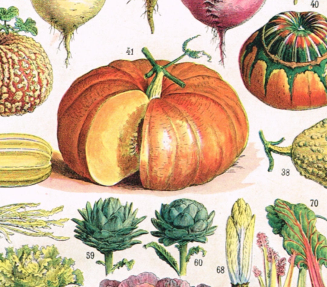 Digital Download of Vintage French Larousse Print Lithograph - Etsy