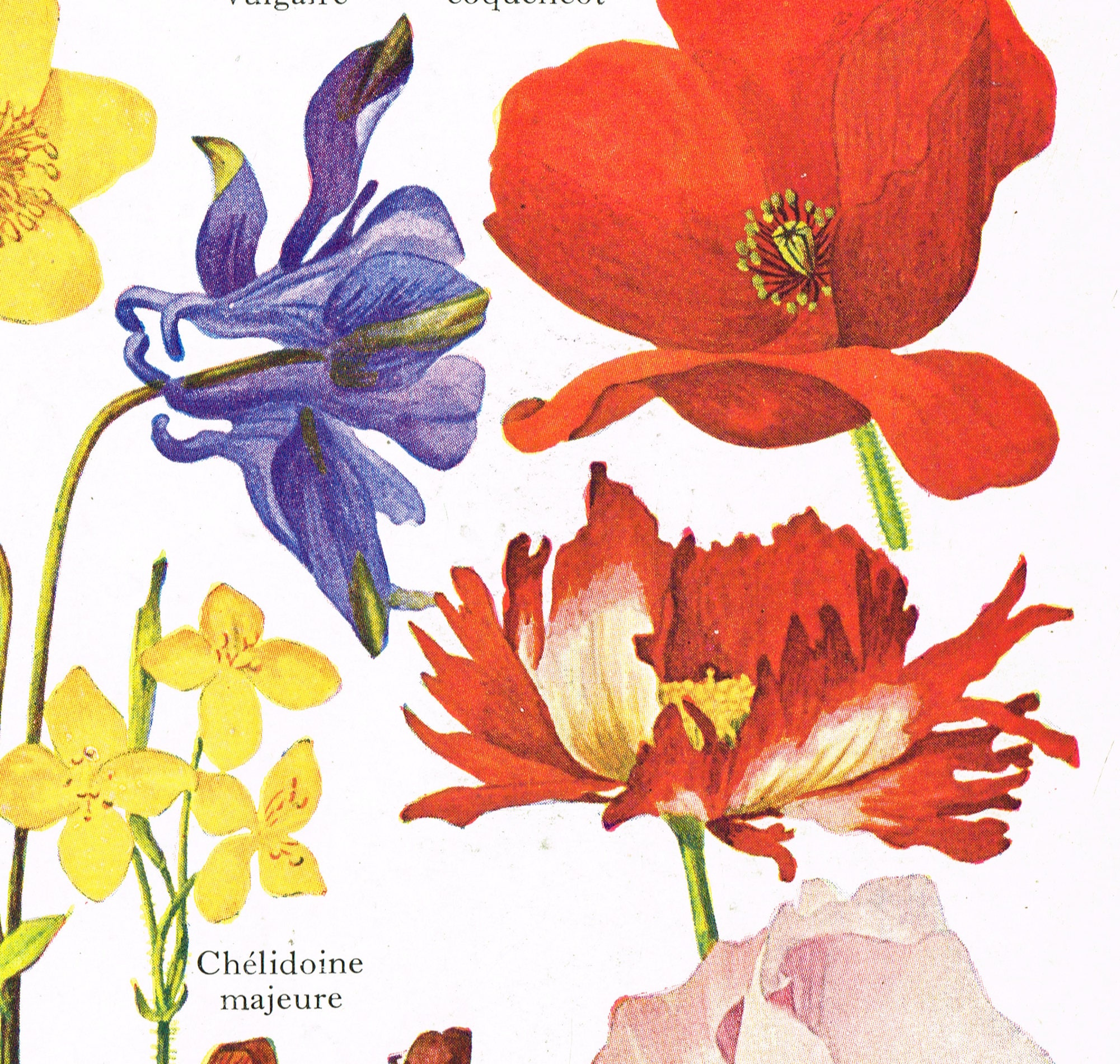 Vintage French Floral Print Digital Print From a French Book - Etsy