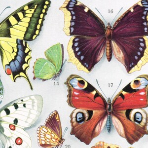 Original French Larousse Print Lithograph Butterflies PAPILLIONS ...