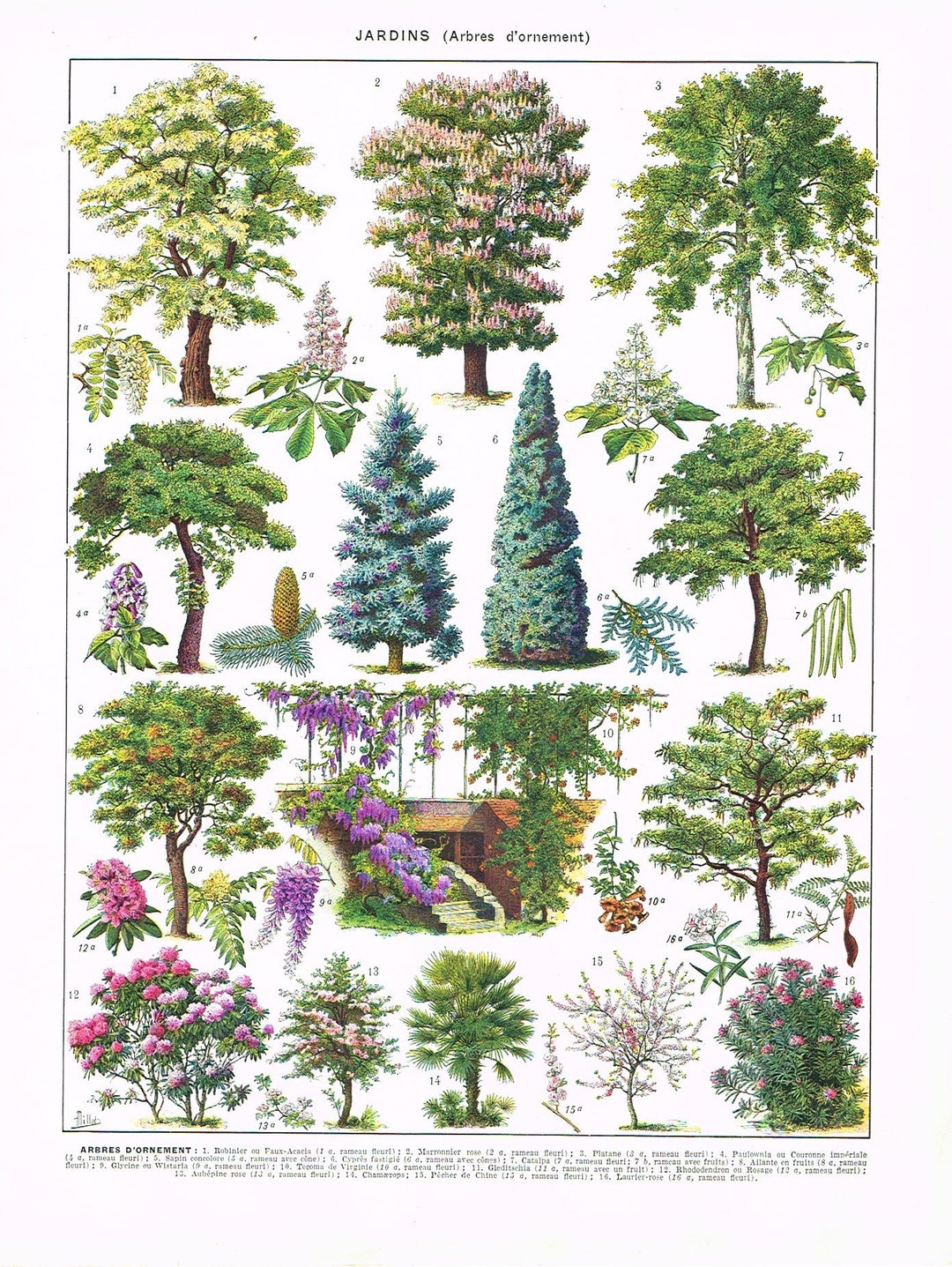 Original Vintage Full Colour French Larousse Print Lithograph - Etsy