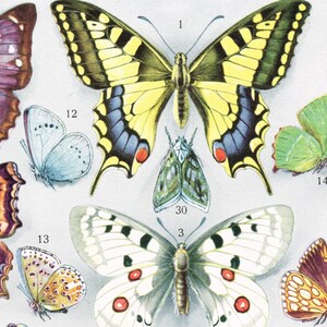 Original French Larousse Print Lithograph Butterflies PAPILLIONS ...