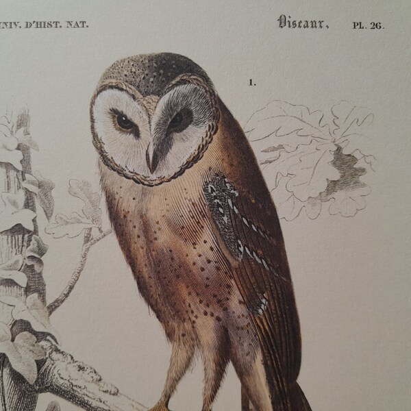 Bird Engraving - Etsy