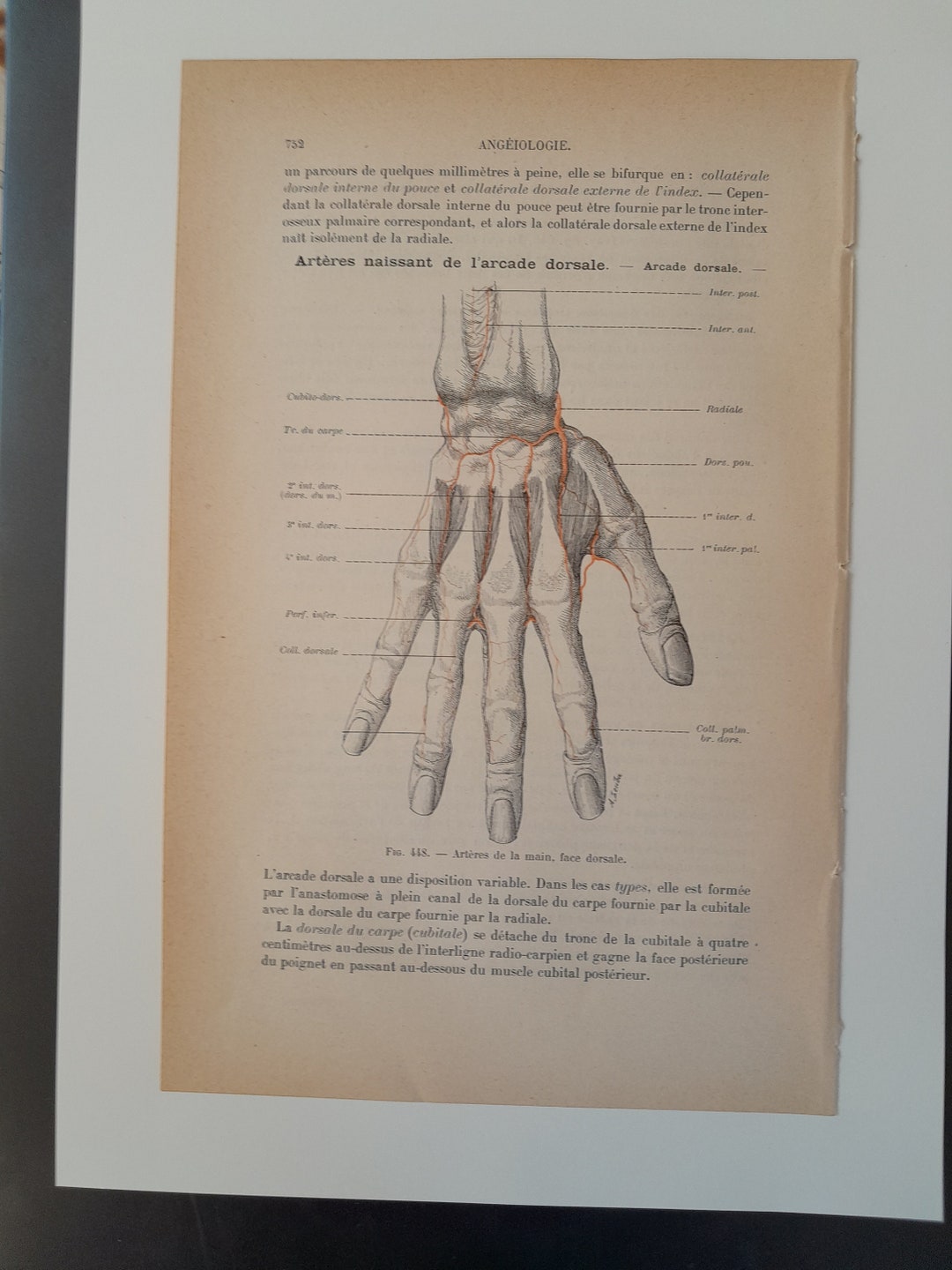 Engraving of Ancient Anatomy, Anatomical Board of the Hand, Engraving ...