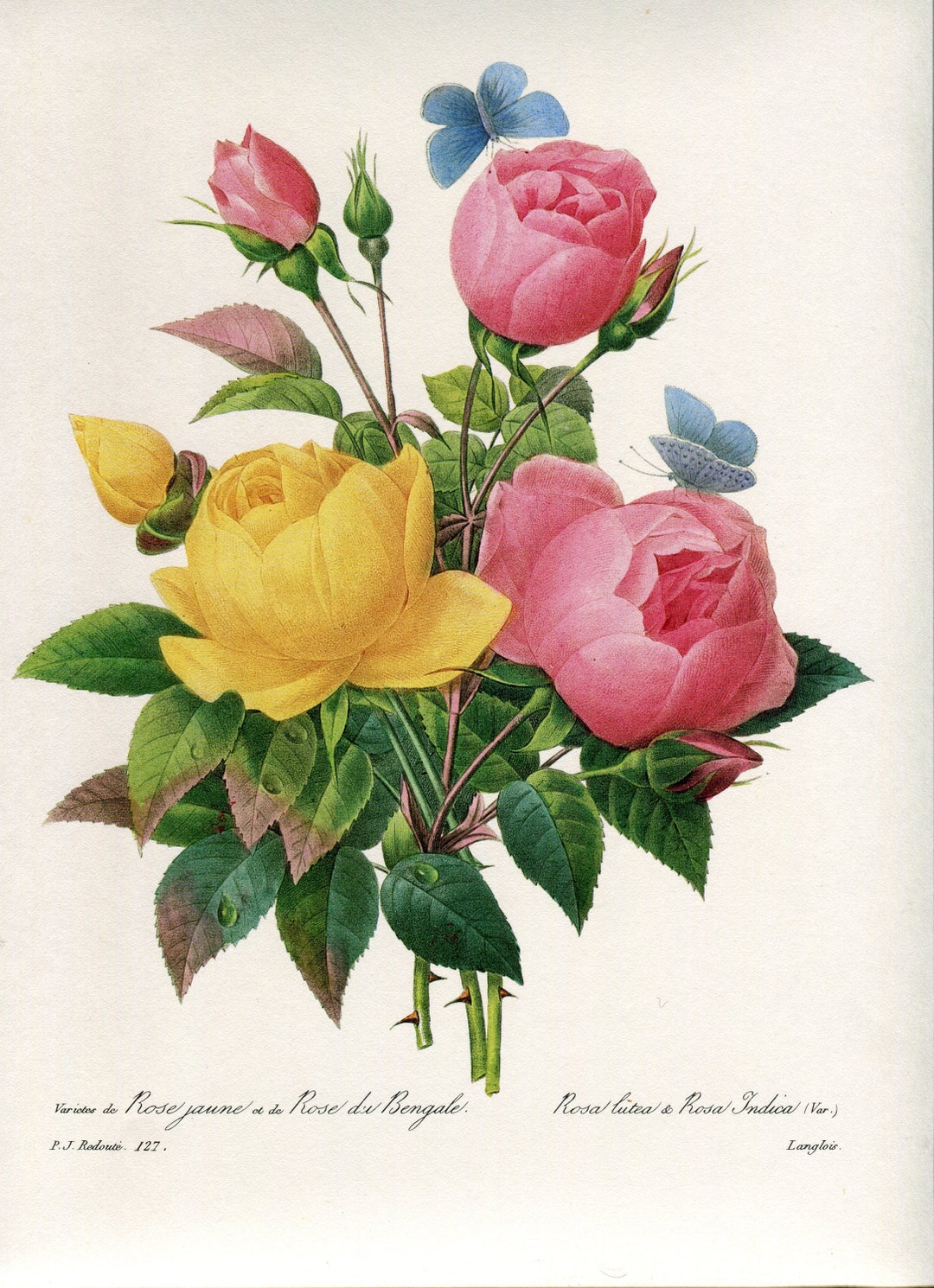 Engraving by P-J Redouté, Bouquet of Yellow and Pink Bengal Roses ...