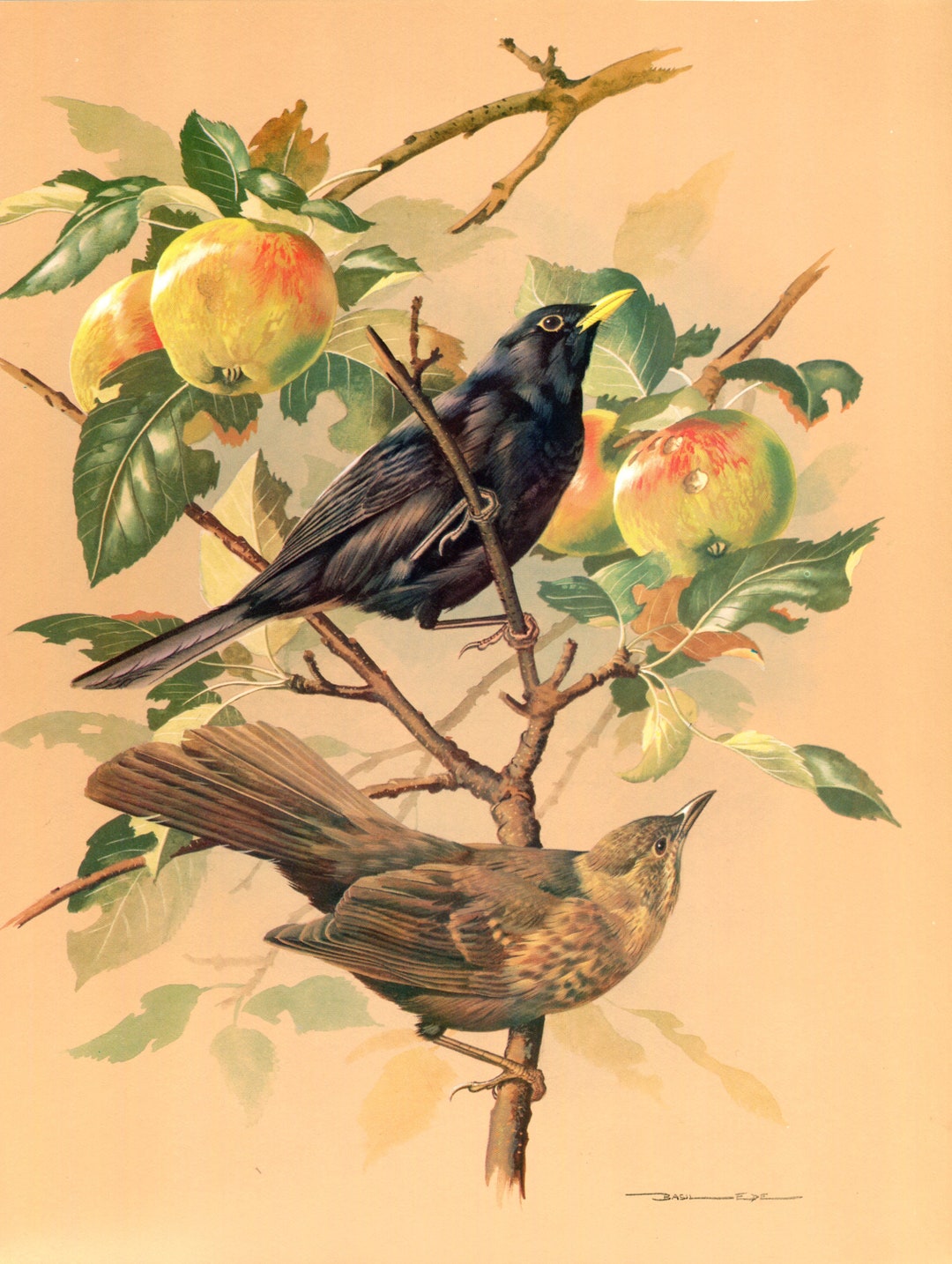 1990, Blackbird Bird Engraving, Ornithology Board, Garden Birds, Wall ...