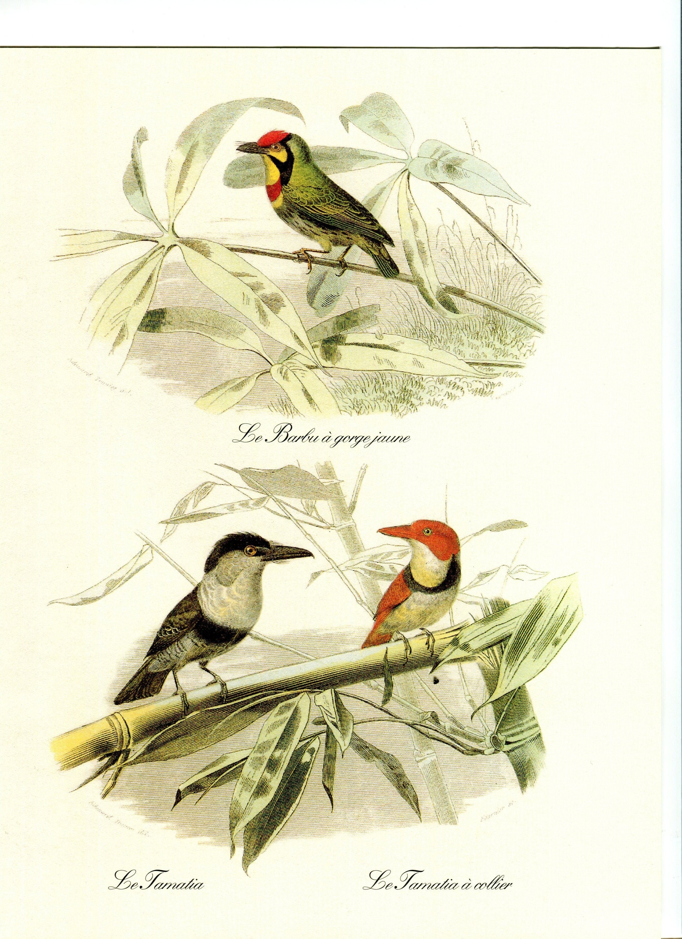 1990, , engraving of birds the Bearded after natural history work by ...