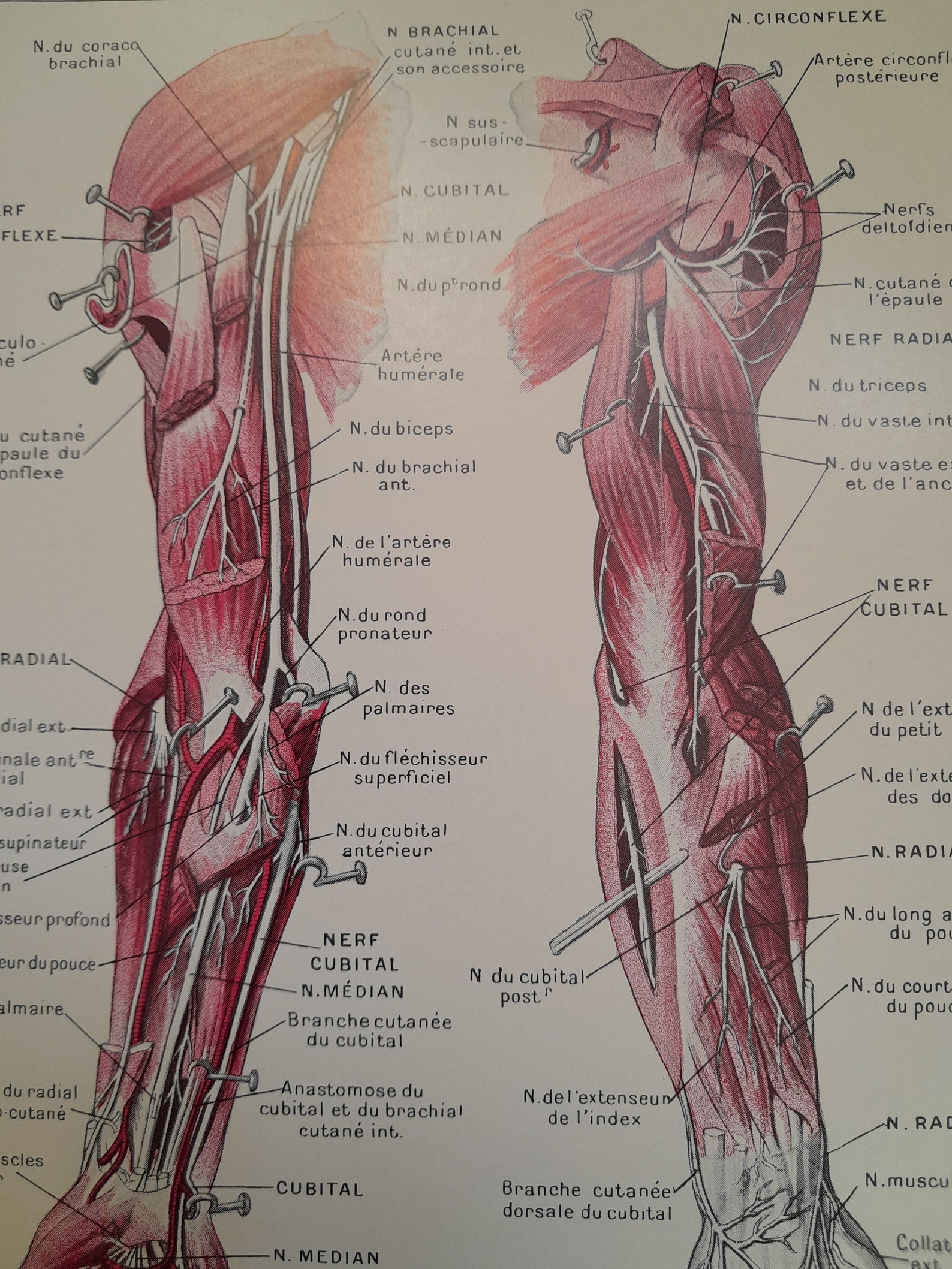 1952 Gravure d'anatomie des nerfs du bras planche - Etsy France