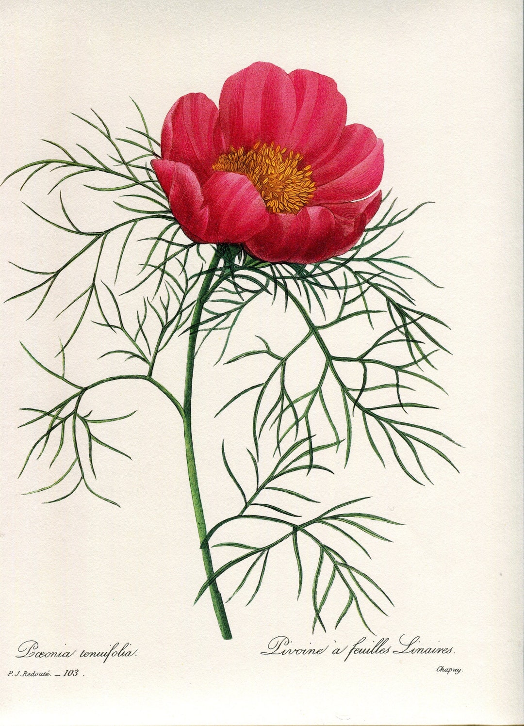 1986 Peony Engraving by P-J Redouté Peony Bouquet Peony - Etsy