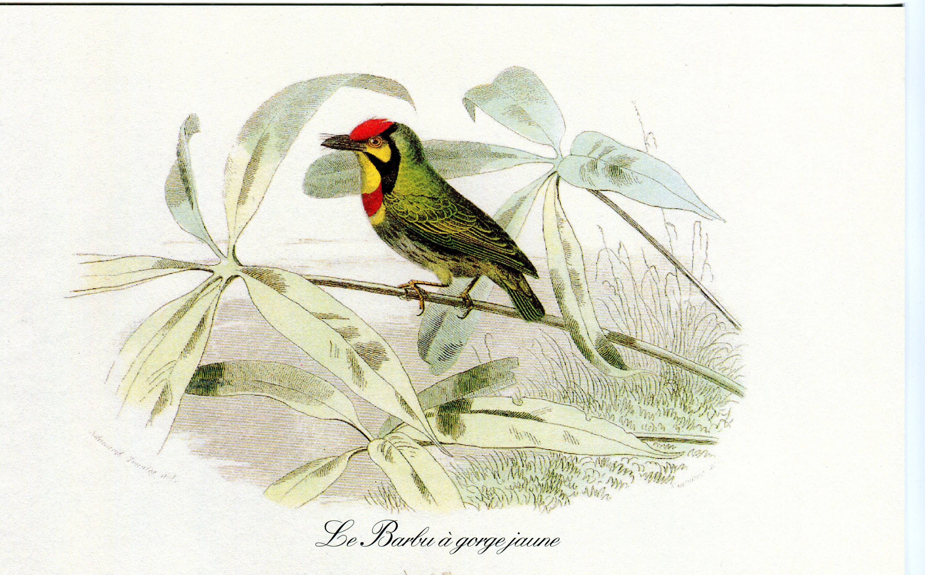 1990, , engraving of birds the Bearded after natural history work by ...