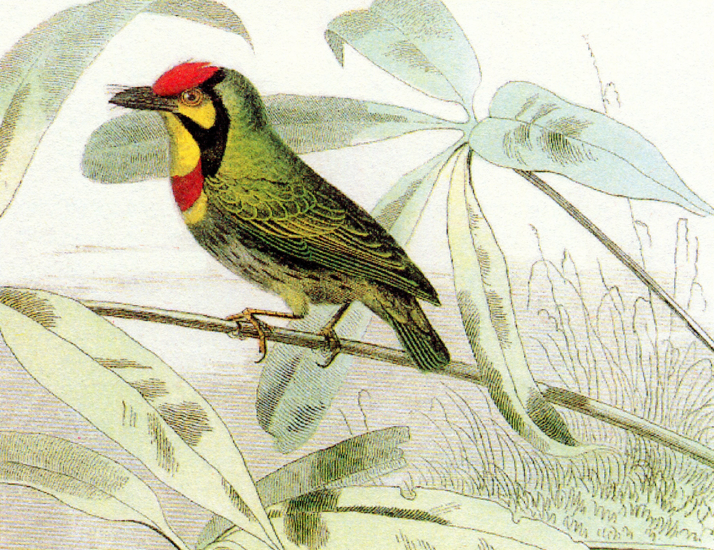 1990, , engraving of birds the Bearded after natural history work by ...