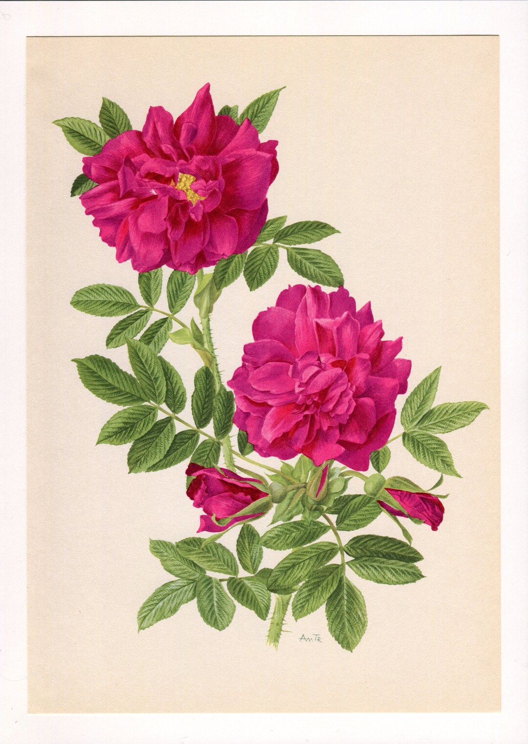 1965, Engraving of Old Roses, Botanical Plate of Old Roses, Bedroom ...