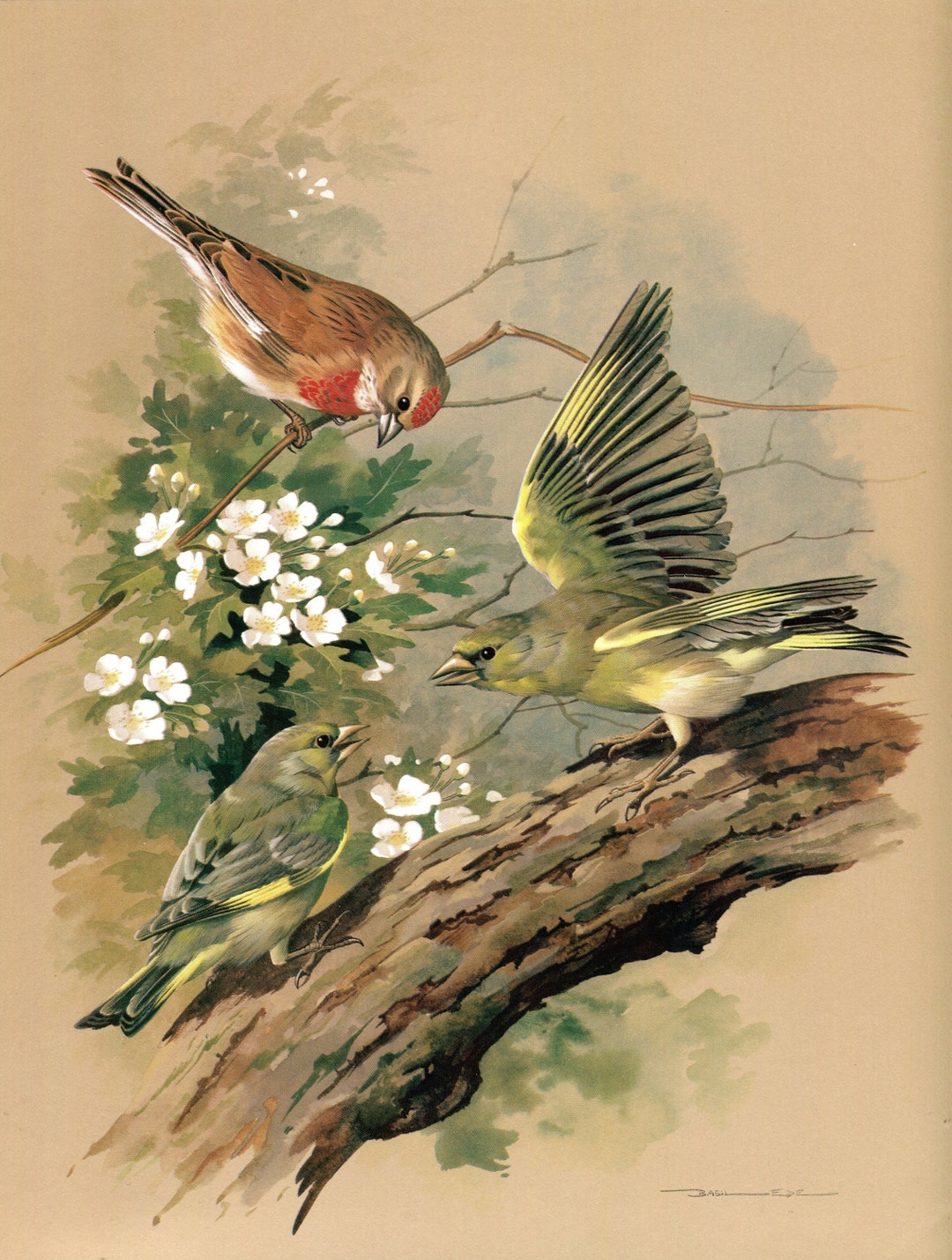 Engraving of Birds, Greenfinch and Sizerin, Garden Bird Board, Wall ...