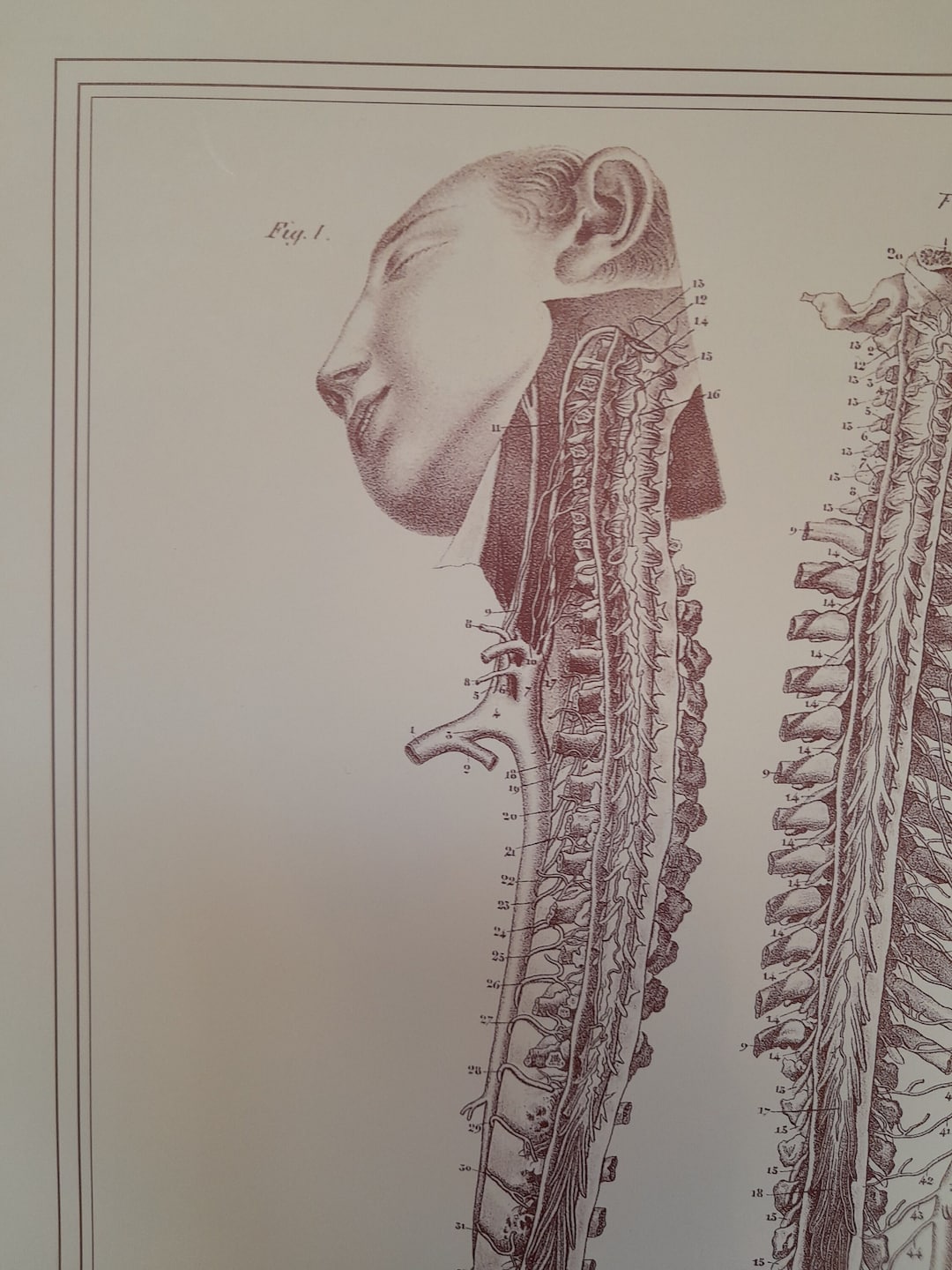 Human Spine Anatomy Board, Curiosity Cabinet, Wall Decoration Medicine ...