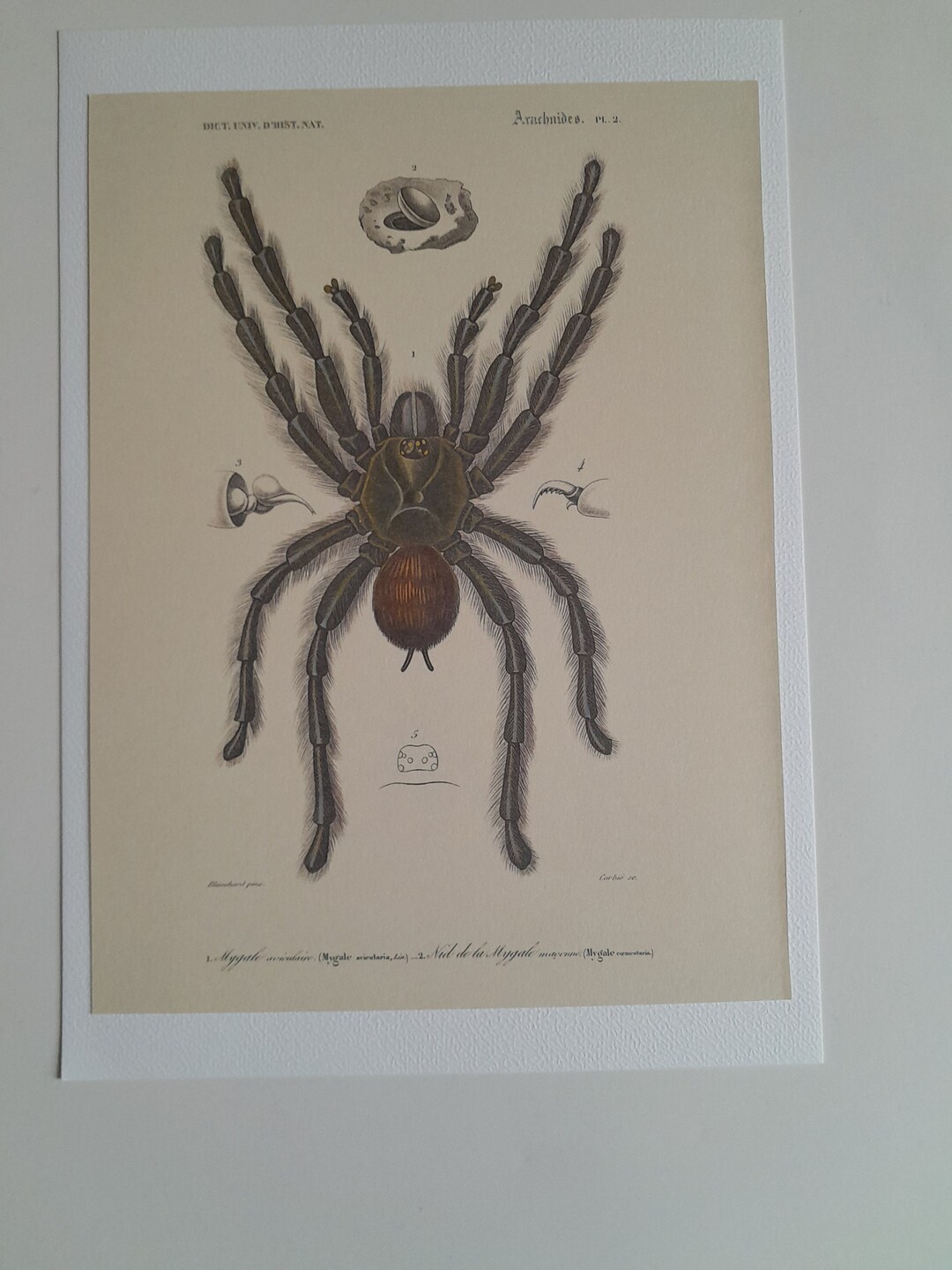 Engraving of Spider Mygale Avicularis, Board of Arachnids, Wall ...