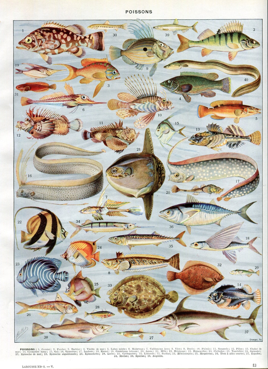 1929, Engraving Board of 40 Fish, Epinoche, Surmulet, Period Larousse ...