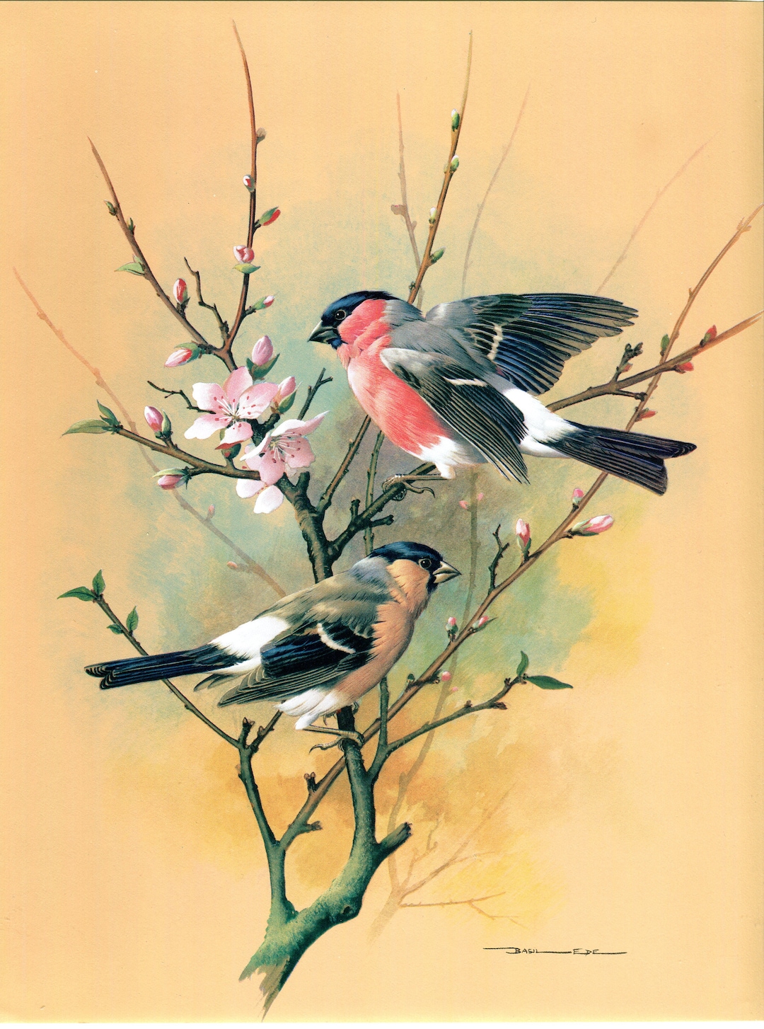 Engraving of Birds, Engraving of Bouvreuils, Wall Decoration Engraving ...