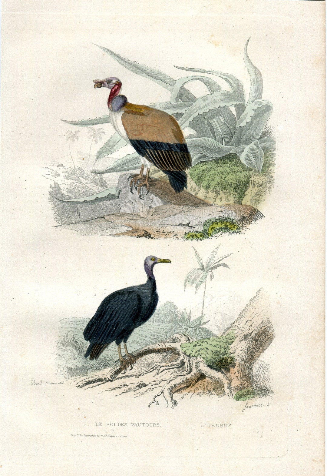 1861, Engraving Vultures, Engraving Birds of Prey, Ornithology ...