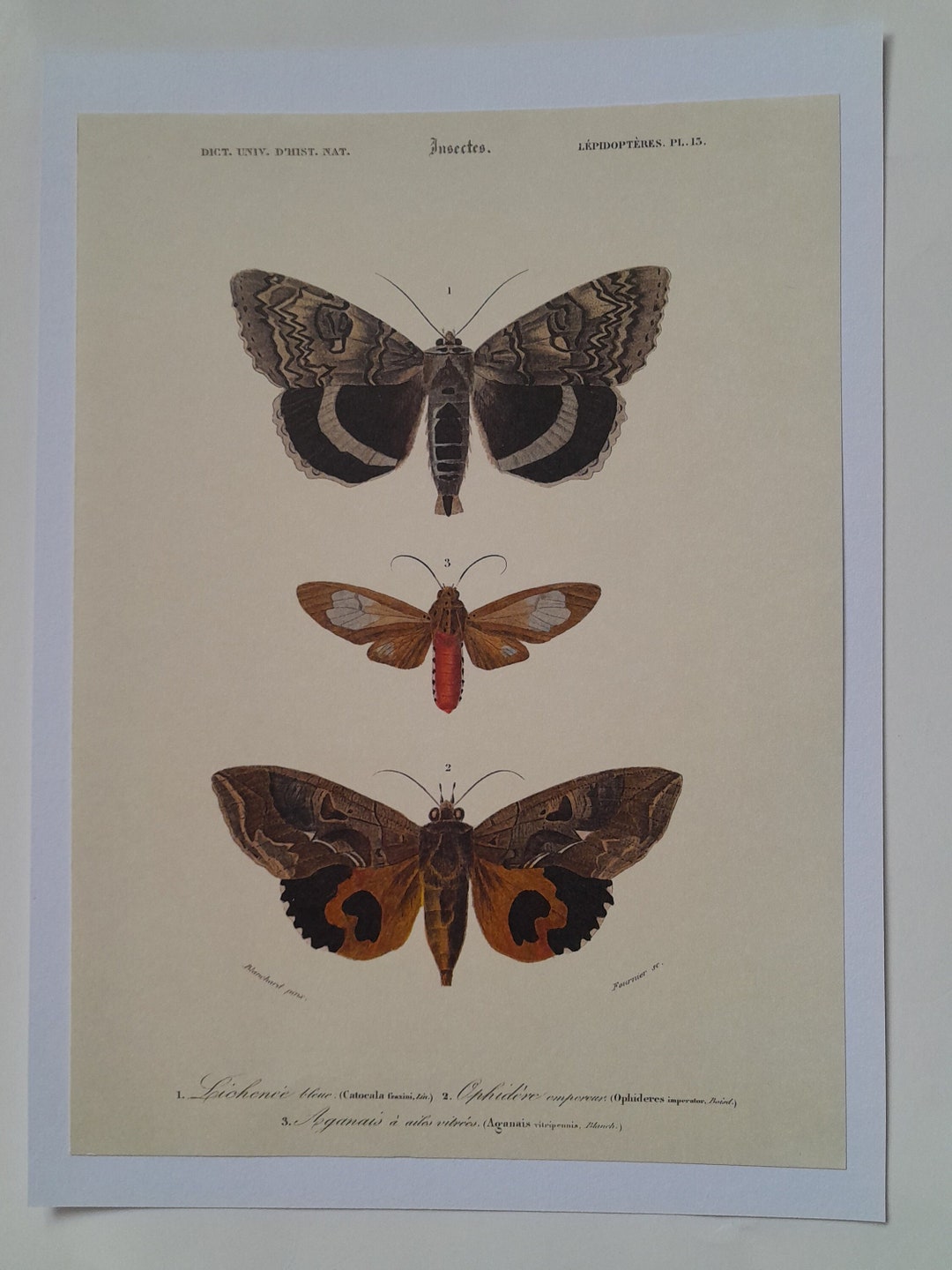 Insects, Engraving of 3 Butterflies, Ophidera, Aganais, Lepidoptera ...