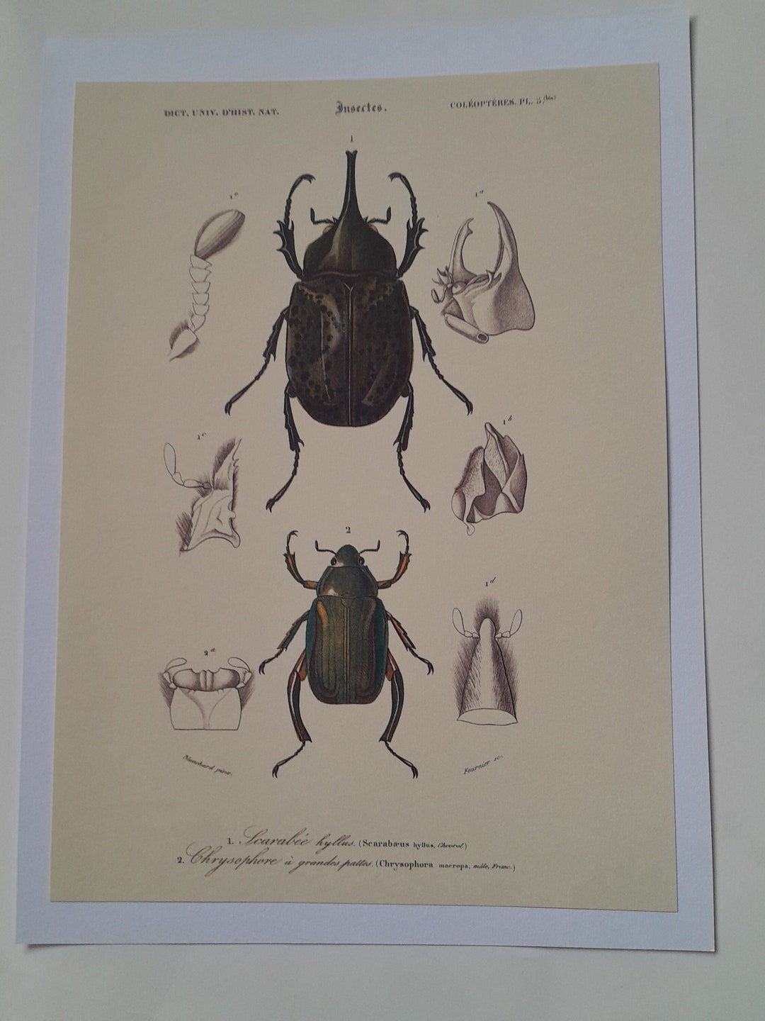 Insects, Engraving of 2 Beetles, Beetle and Chrysophorus, Wall ...