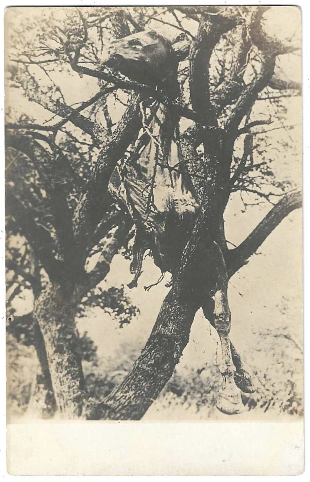 Dead Horse in Tree – Real Photo Postcard – Strange Familiars Curiosity ...
