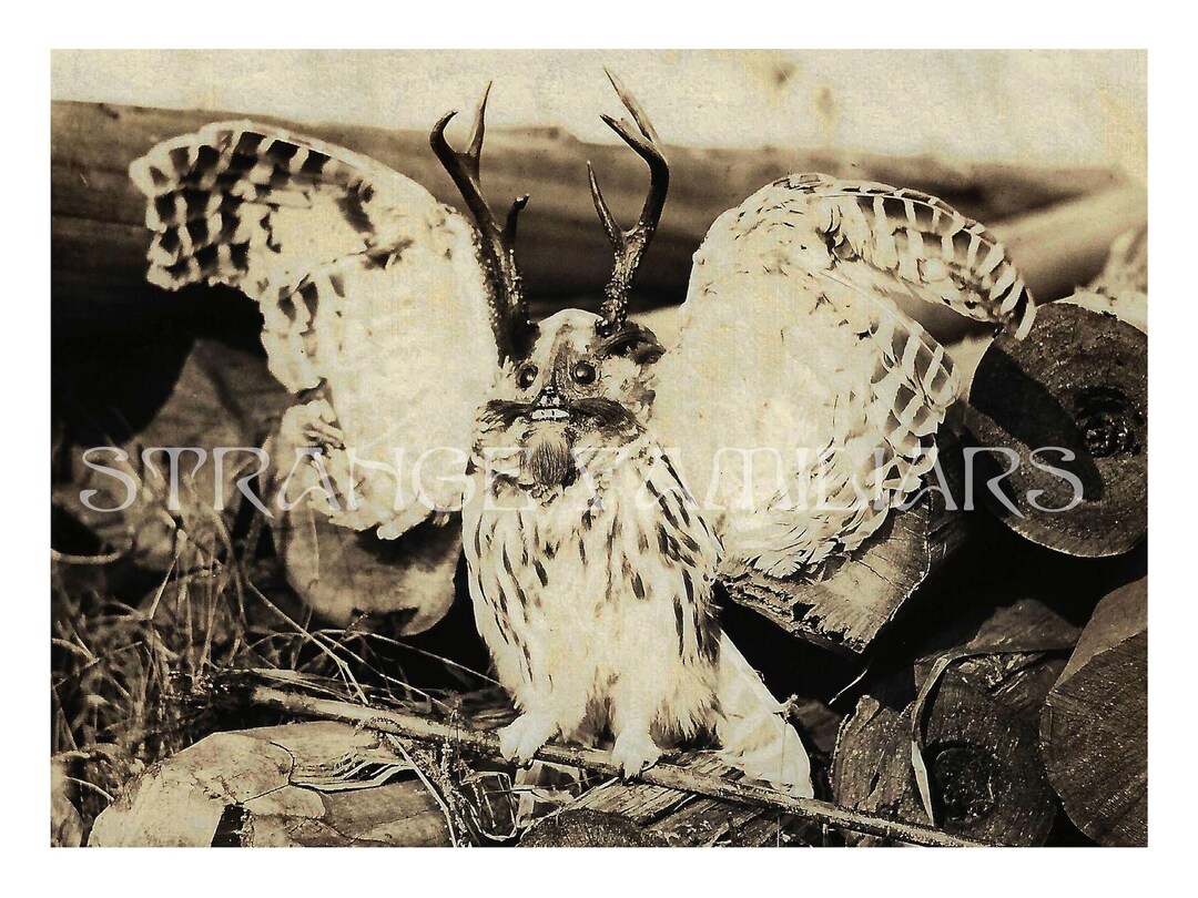 ANTLERED OWL – Photo Print – Strange Familiars Photography Collection ...