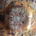 Copper Bowl 12 Inch Decorative Hand Hammered Copper Bowl - Etsy