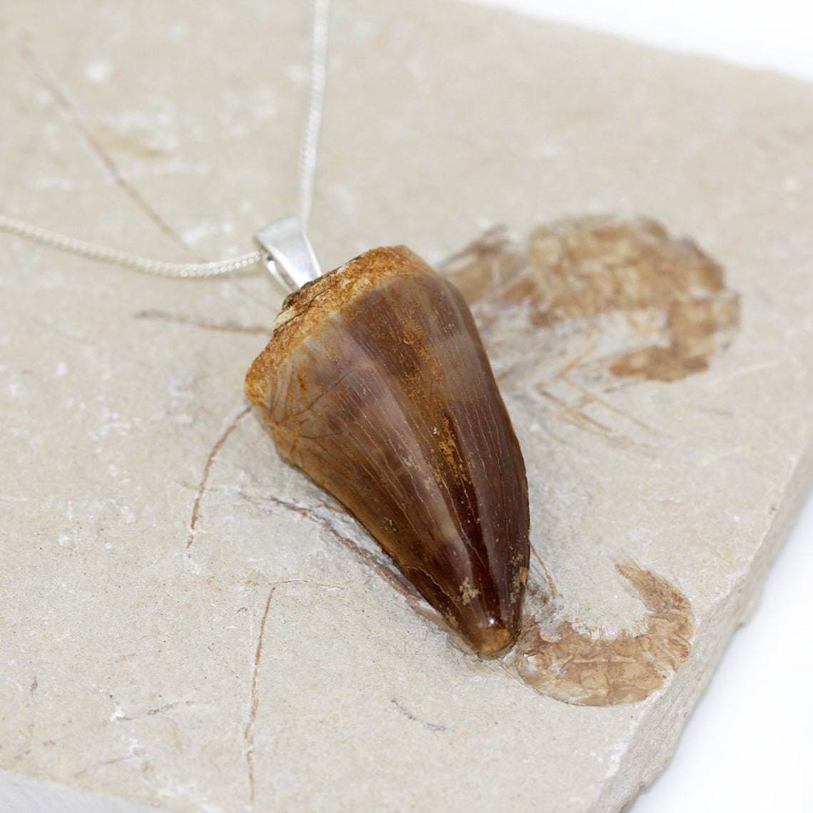 Mosasaur Tooth Fossil Pendant Sterling Silver Jurassic - Etsy