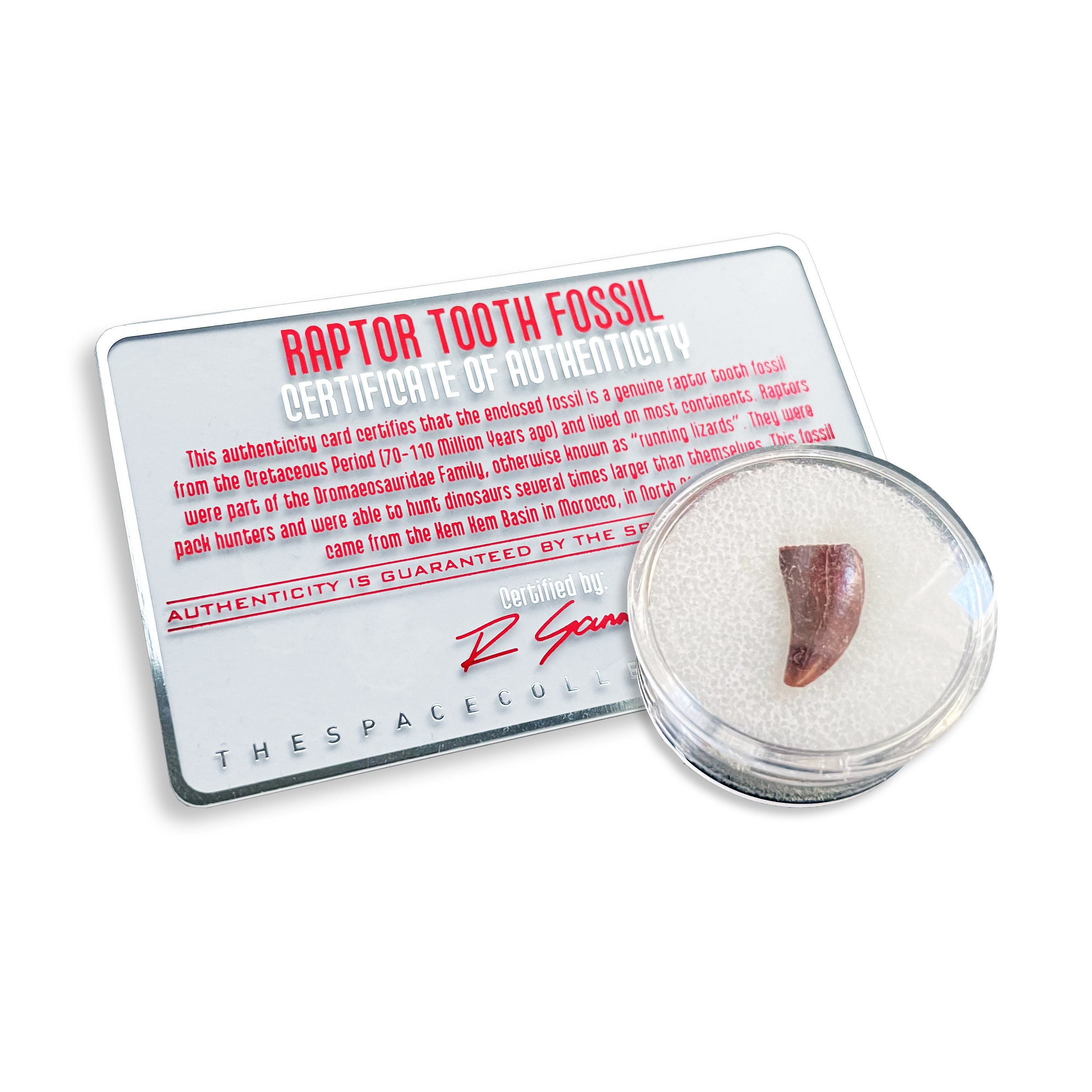 Raptor Tooth Fossil 70-110 Million Years Old Genuine - Etsy