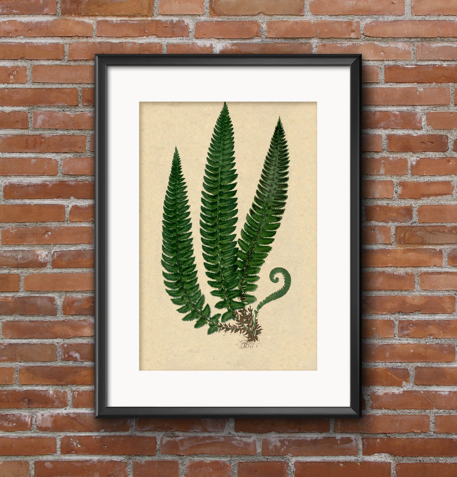 Vintage Fern Printable, Fern Art Prints, Vintage Fern Illustration ...