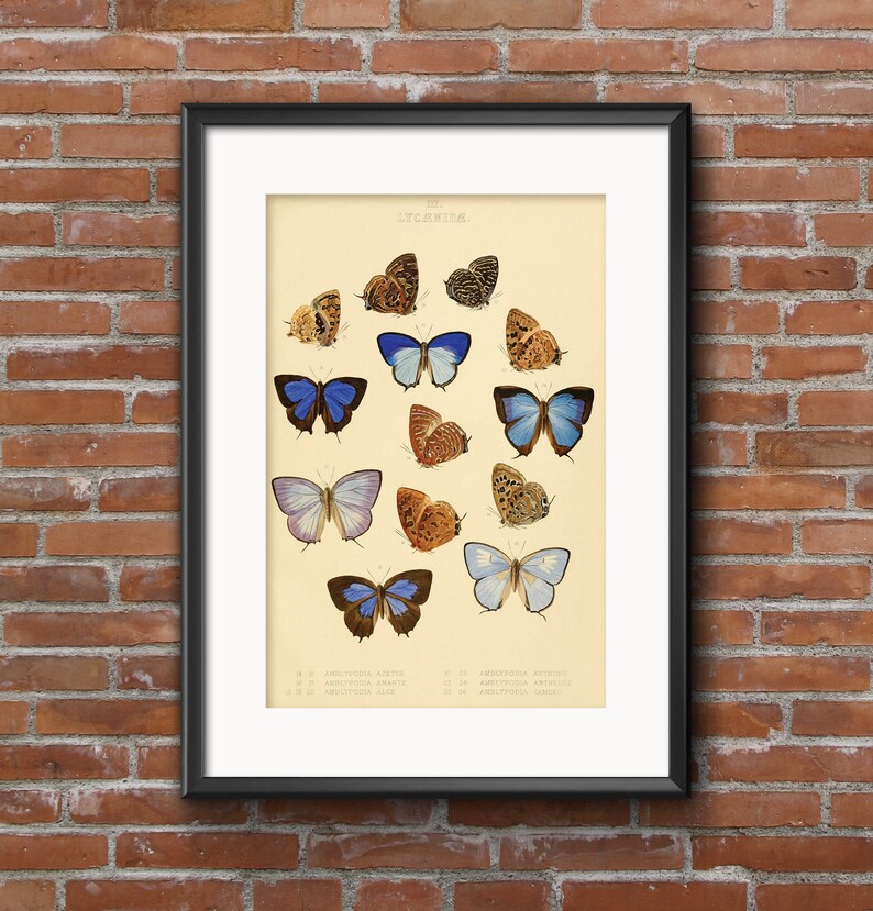 Vintage Butterfly Printable, Vintage Butterfly Print, Butterfly Vintage ...