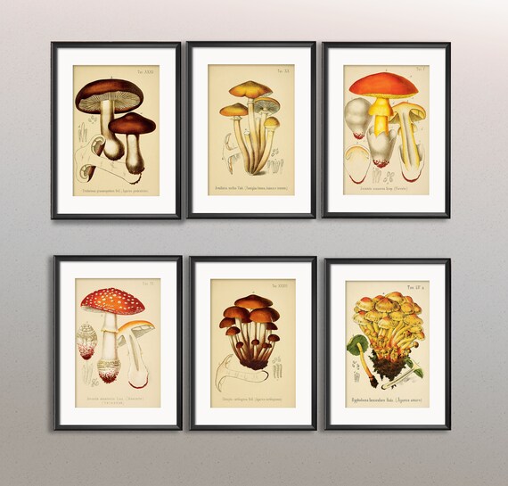 Vintage Mushroom Art Print Pdf Mushrooms Printable Collage | Etsy