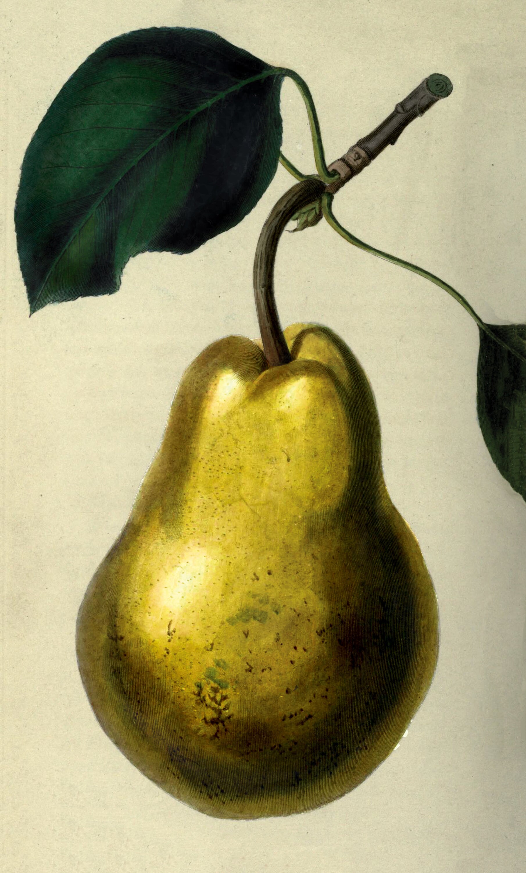 Vintage Pear Printable, Vintage Pear Kitchen Print, Pear Vintage Print ...