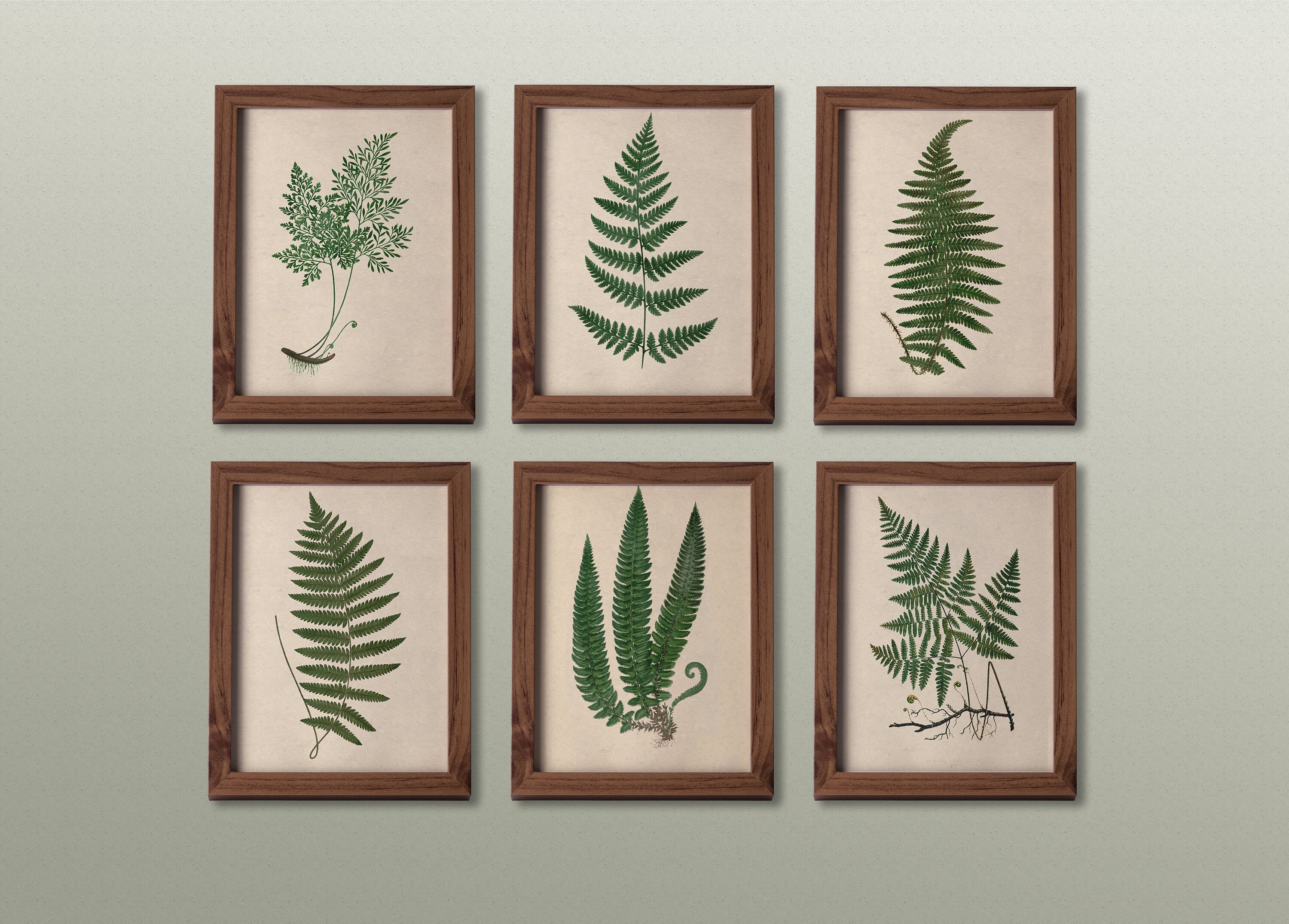 Vintage Fern Printable, Fern Art Prints, Vintage Fern Illustration ...