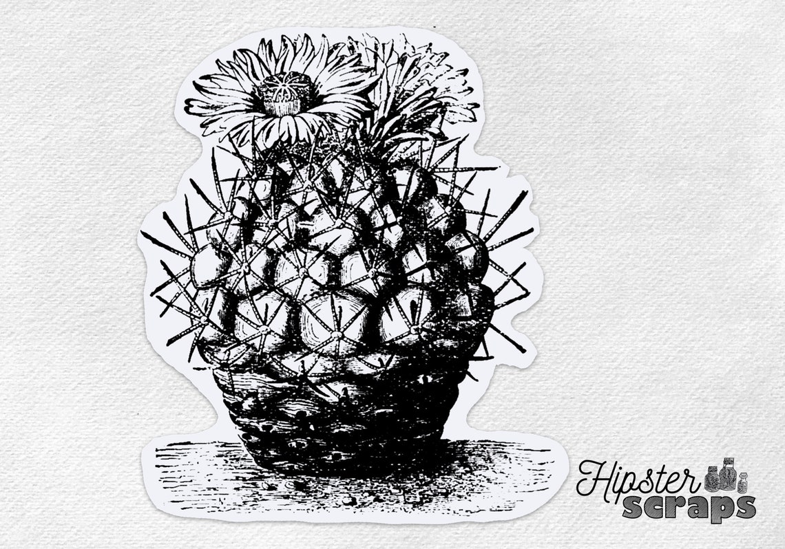 Cactus Flowers Clip Art Set, Cactus Flower Digital Stamps, Cactus Black ...