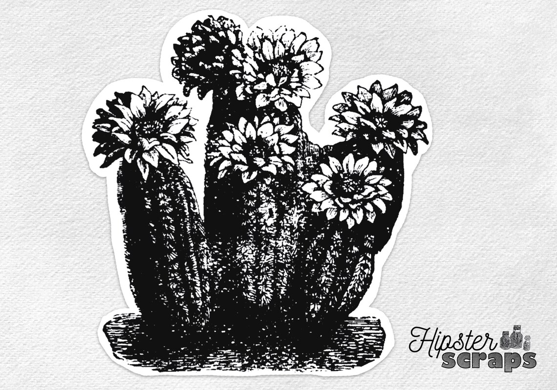 Cactus Flowers Clip Art Set, Cactus Flower Digital Stamps, Cactus Black ...