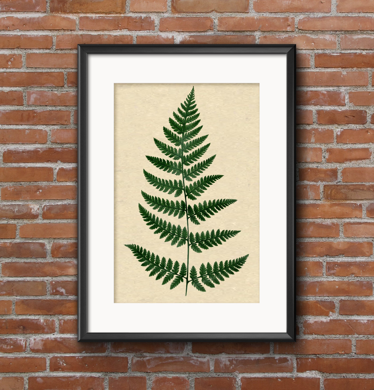Vintage Fern Printable, Fern Art Prints, Vintage Fern Illustration ...