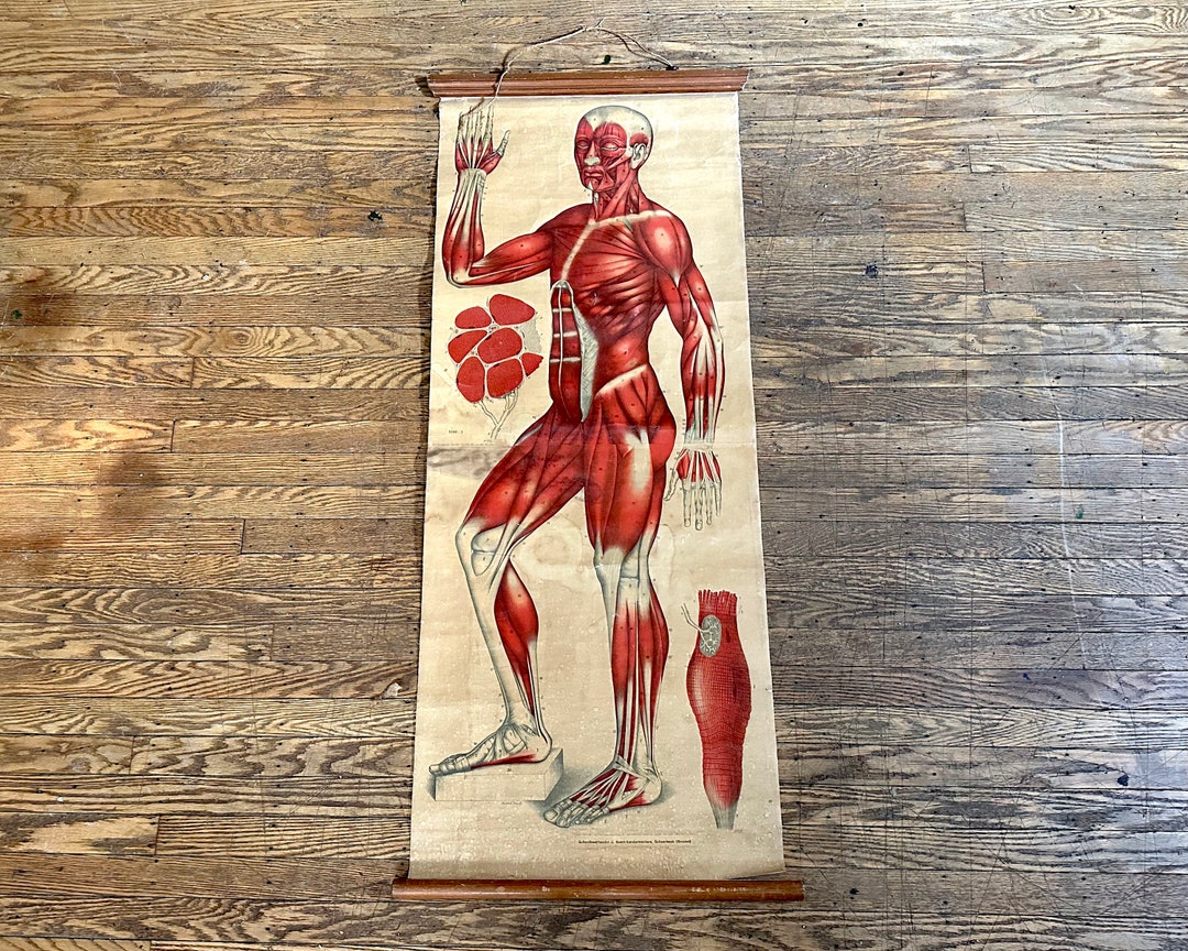 Vintage Anatomical Poster of Human Body, Large Linen Medical Anatomy ...
