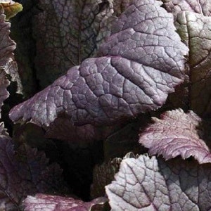 Mustard Colour - Etsy