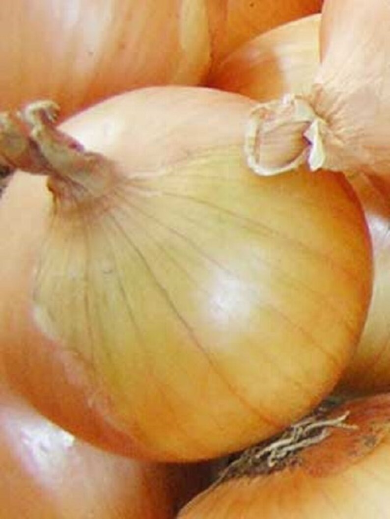 Organic Heirloom NON-GMO Texas Early Grano Sweet Yellow Onion | Etsy Organic Heirloom NON-GMO Texas Early Grano Sweet Yellow Onion | Etsy
