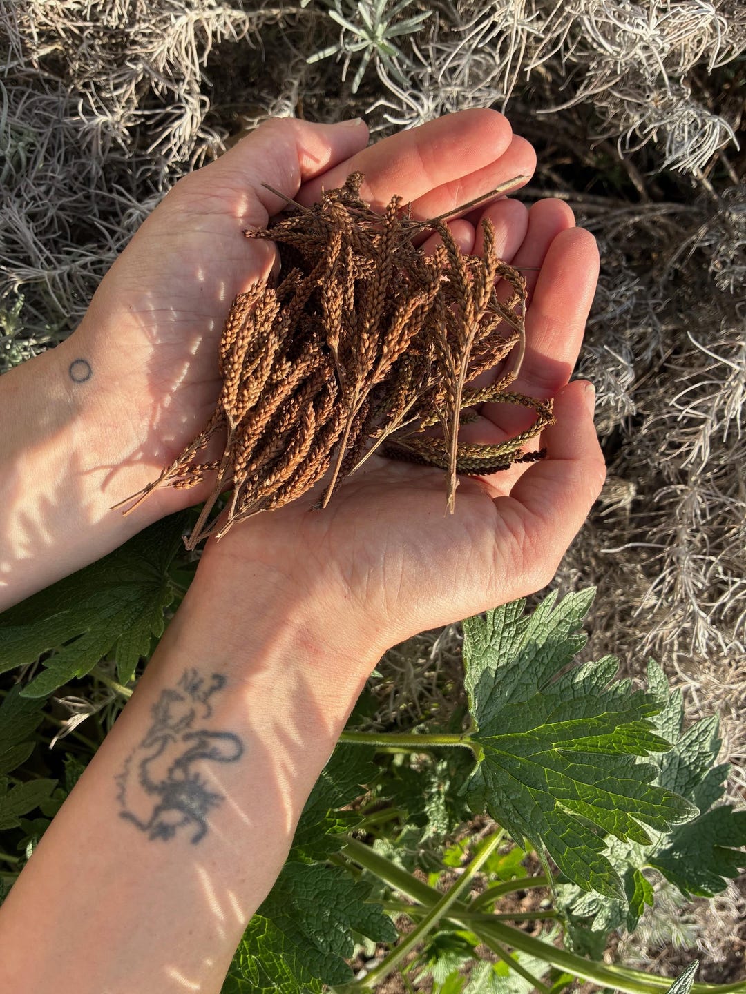 Organic Blue Vervain Seeds - Verbena Hastata - Etsy