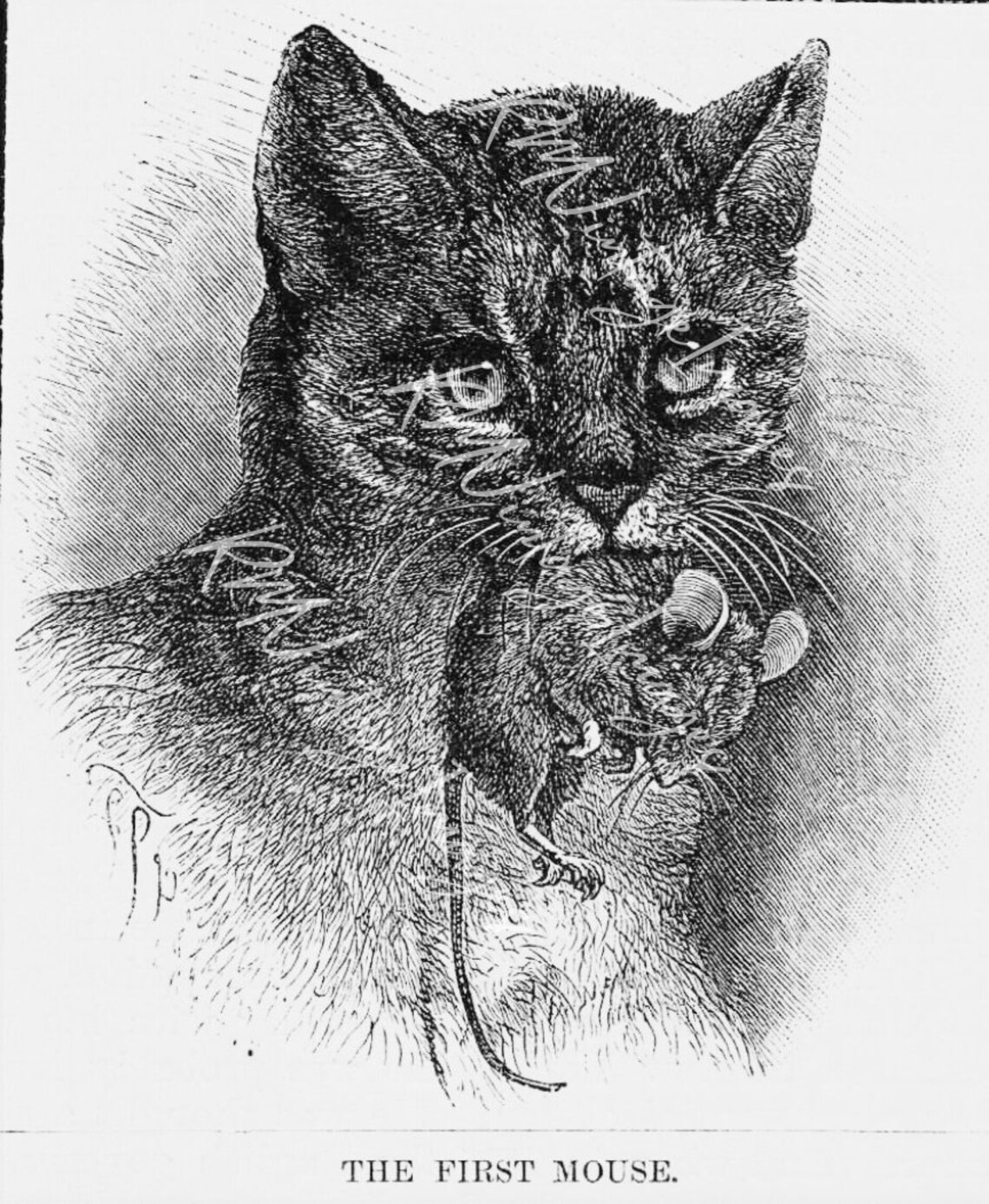 The First Mouse Cat Kitty Kitten Animal Illustration Drawing Victorian ...