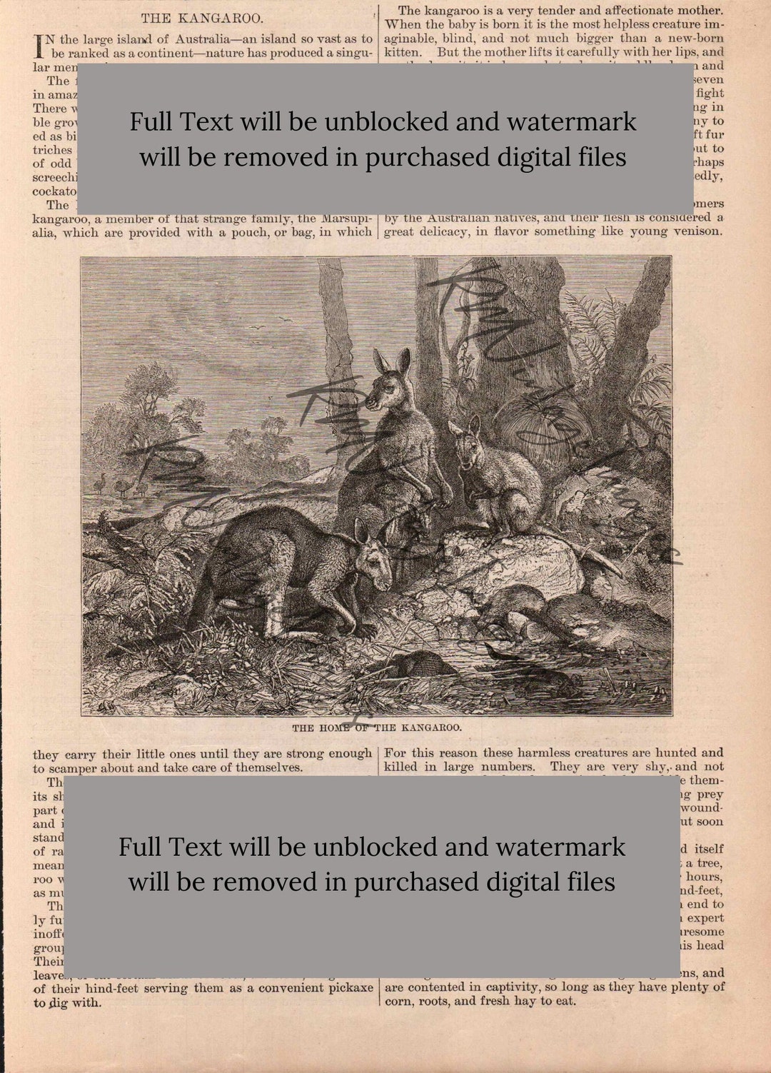 Kangaroo With Article Story Illustration Drawing Victorian Era Magazine ...