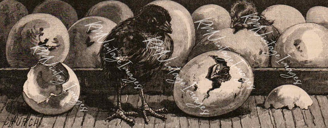 Hatching Baby Chicks Chickens Cute Adorable Artwork Illustration ...