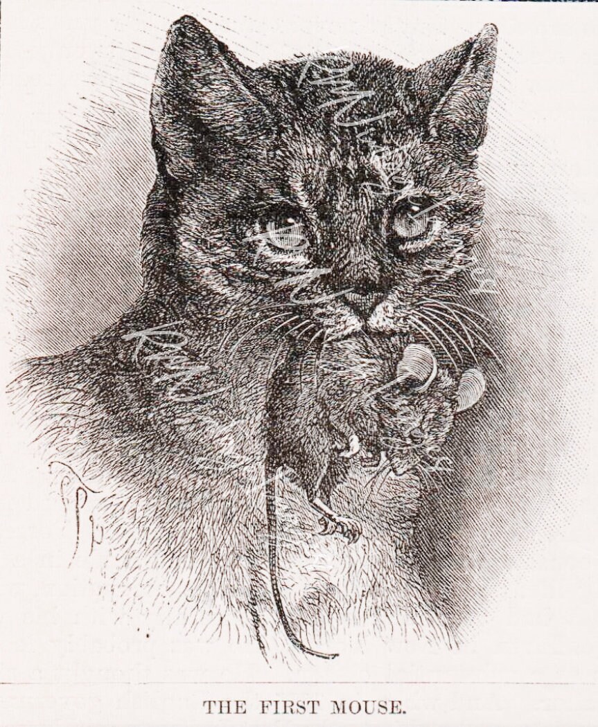 The First Mouse Cat Kitty Kitten Animal Illustration Drawing Victorian ...