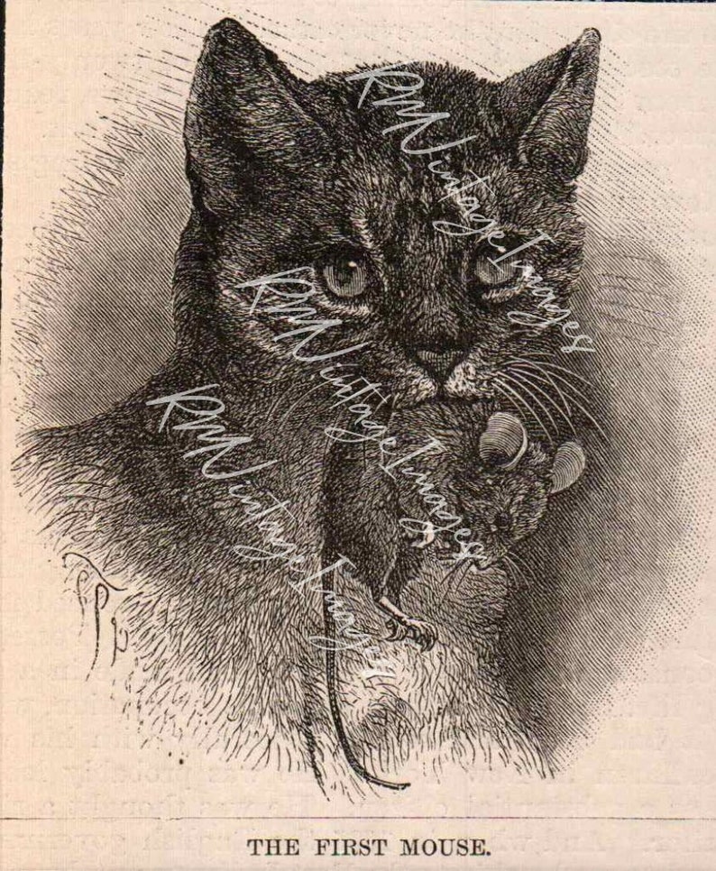 The First Mouse Cat Kitty Kitten Animal Illustration Drawing Victorian ...