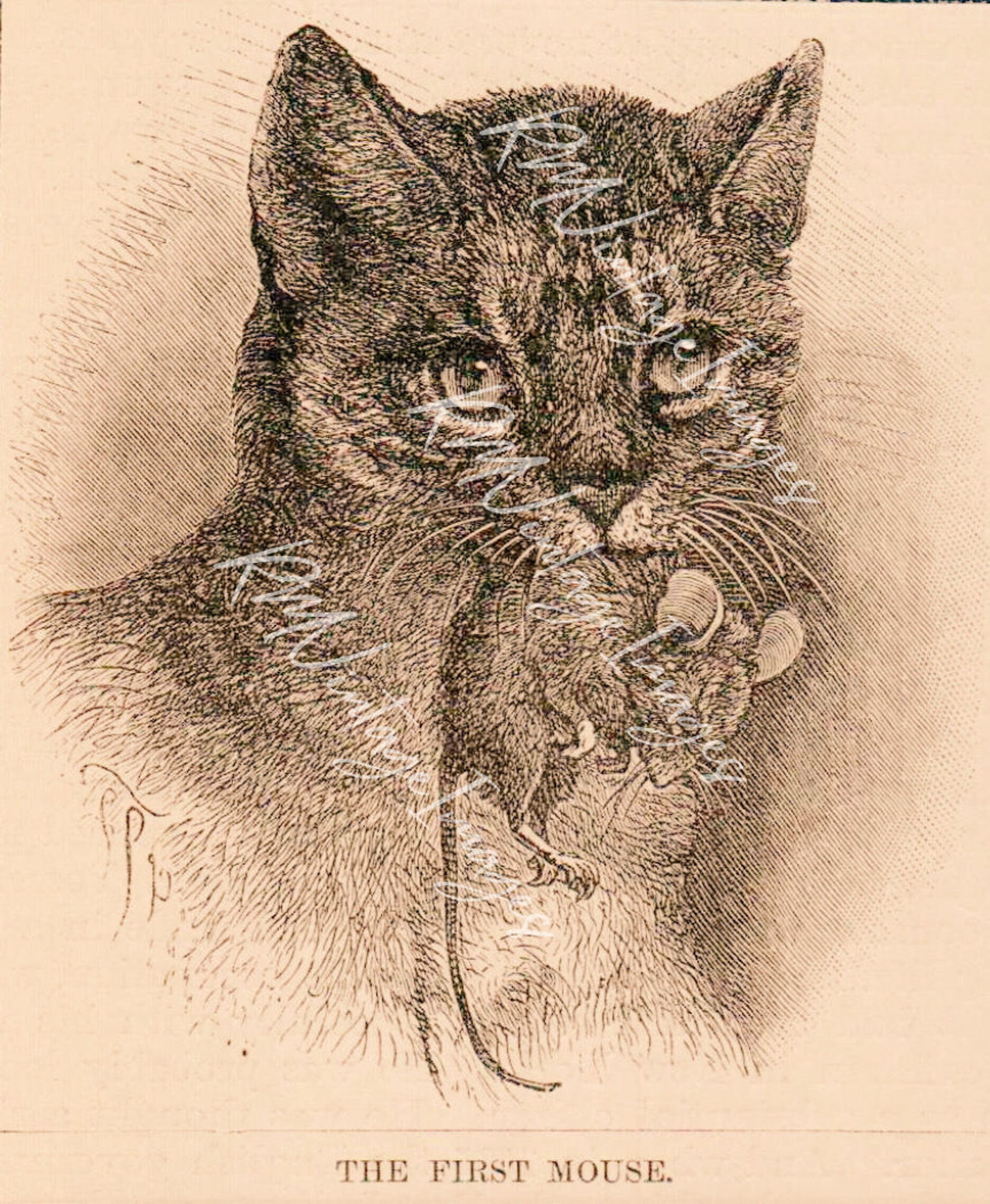 The First Mouse Cat Kitty Kitten Animal Illustration Drawing Victorian ...